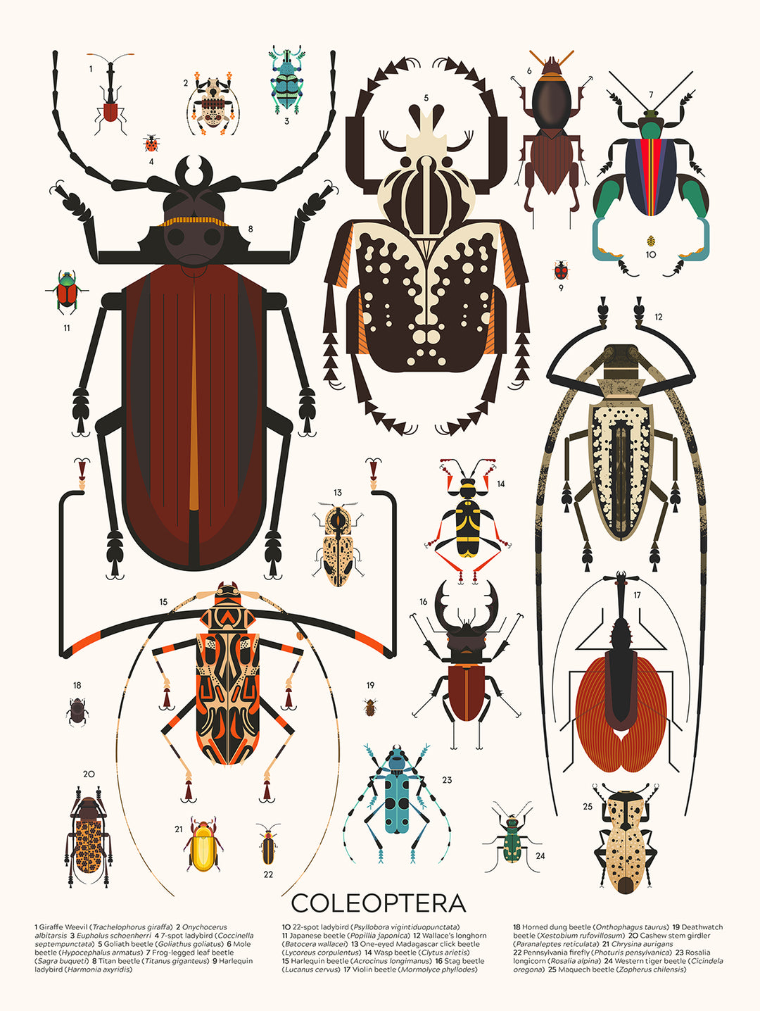 Coleoptera – Owen Davey Illustration